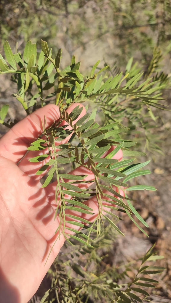 Emu Apple (Owenia acidula) - Botanical Realm