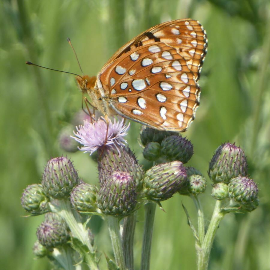 Aphrodite Fritillary from Bedford County, PA, USA on June 22, 2024 at ...