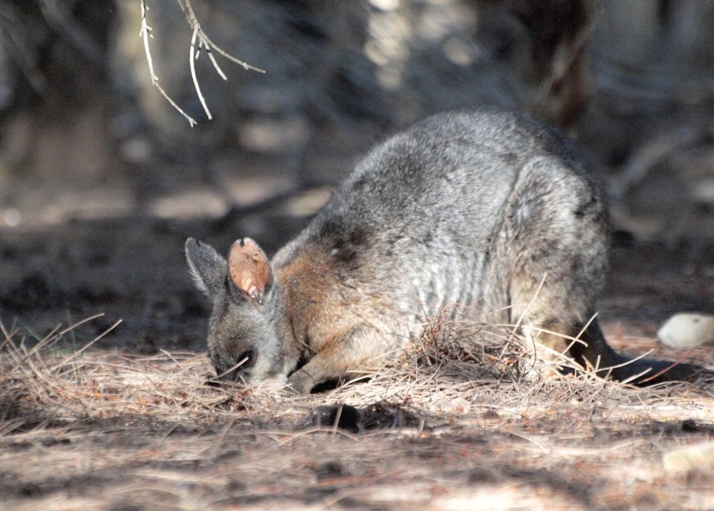 Kangaroo Island Tammar Wallaby (Notamacropus eugenii decres) - Know ...