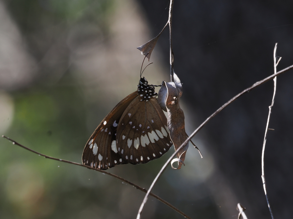 Common Australian Crow from Yuraygir National Park, NSW 2462, Australia ...