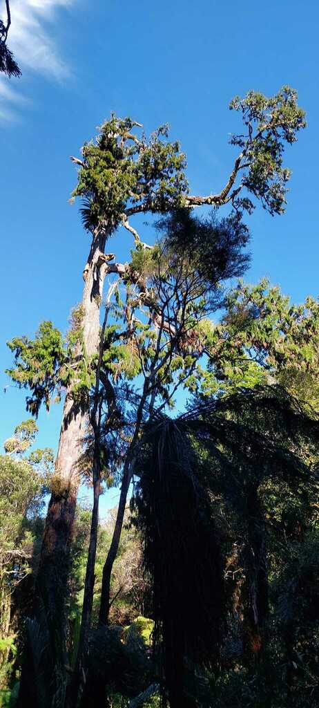 rimu from Te Kauri Scenic Reserve, Waikuku Valley, Waikuku track to ...