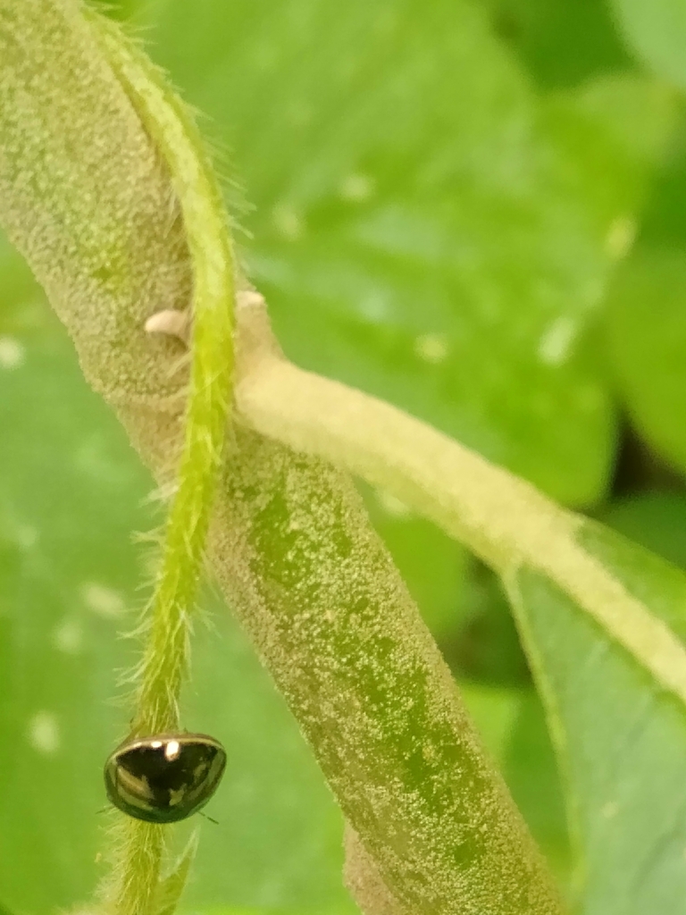 Brachyplatys subaeneus from Lot1623, Jalan Hotspring Kampung Jeram ...