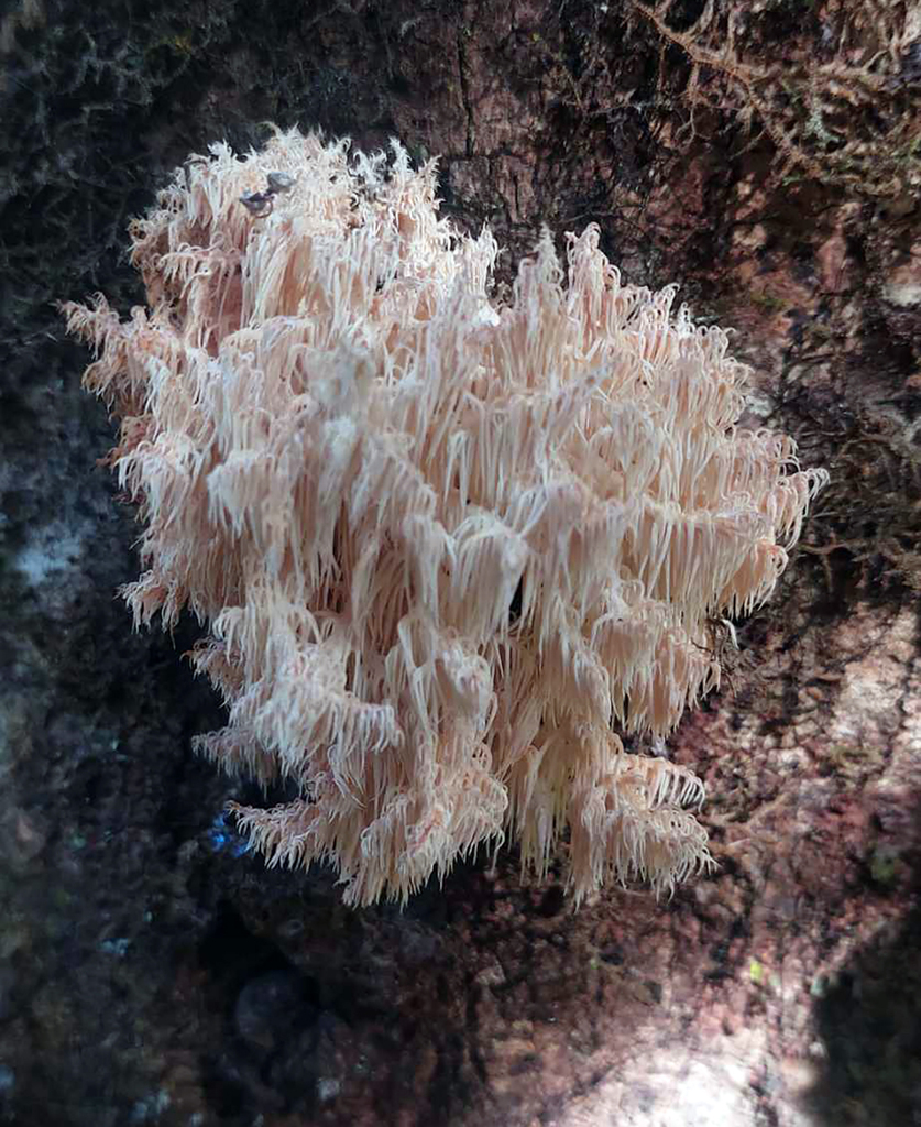 Pekepeke-kiore from Te Kauri Scenic Reserve, Waikuku Valley, Wairakanui Track on June 21, 2024 ...