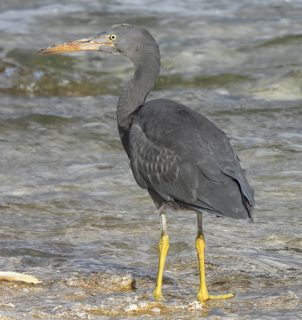 Common Pacific Reef Heron from Gladstone, QLD, Australia on November 4 ...