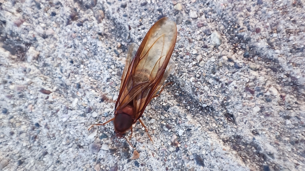 Chicatana Leafcutter Ant from Isla del Bosque, 82532 Isla del Bosque ...