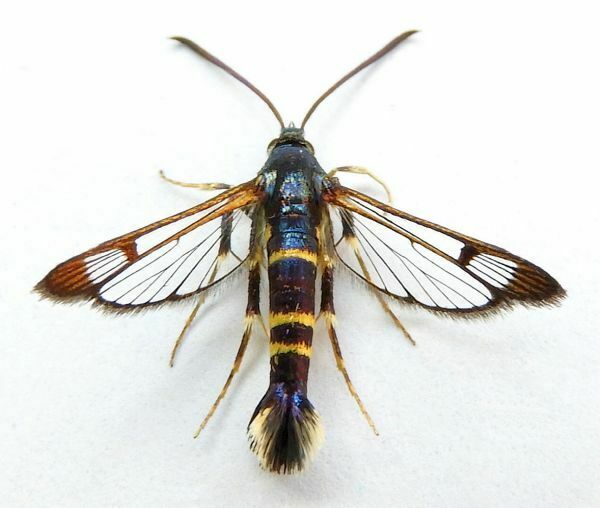 Rhododendron Borer Moth from Reading, PA, USA on June 21, 2024 at 10:52 ...