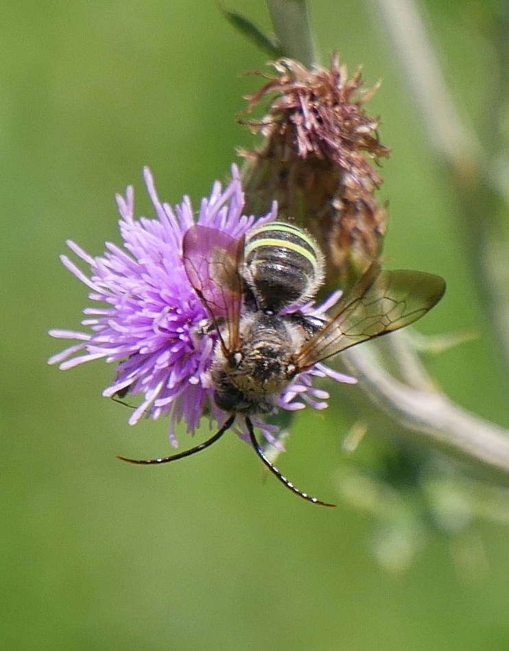 Bees from Delta, CO 81416, USA on June 22, 2024 at 12:32 PM by Judith ...