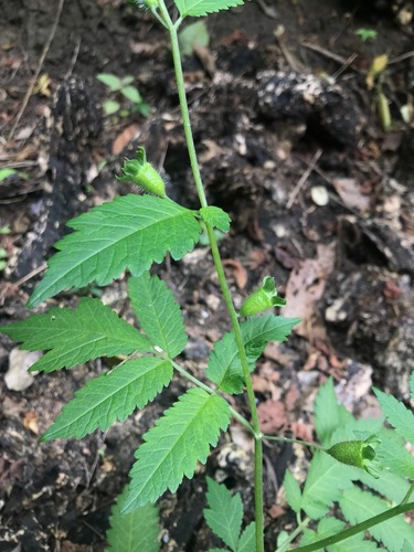 Subspecies Nasa triphylla colonchensis · iNaturalist