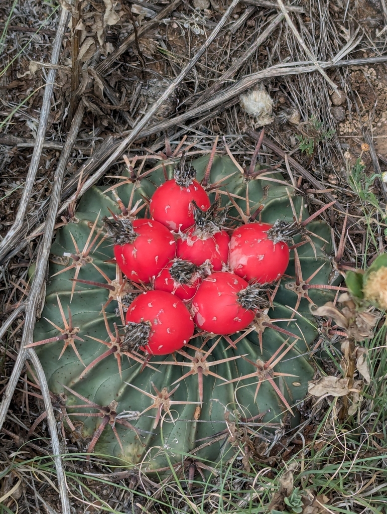 Horse Crippler Cactus from Lubbock, TX 79415, USA on June 21, 2024 at ...