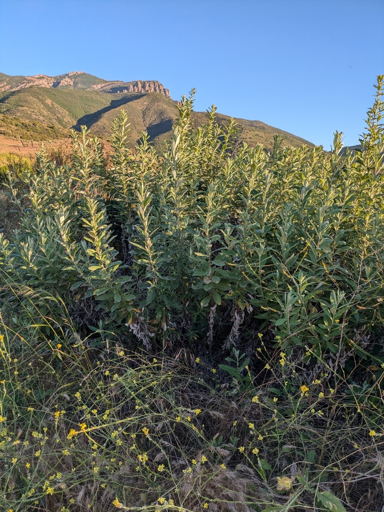 California mugwort from Hidden Valley, CA 91361, USA on June 22, 2024 ...
