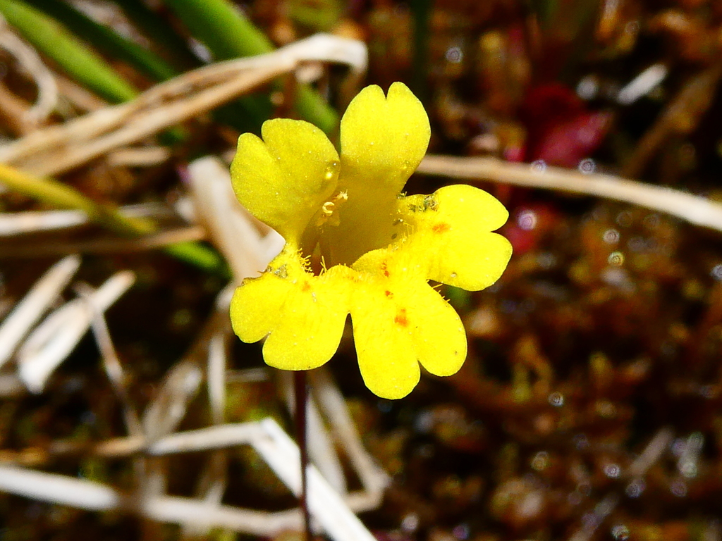 primrose monkeyflower from Nevada County, CA, USA on June 22, 2024 at ...