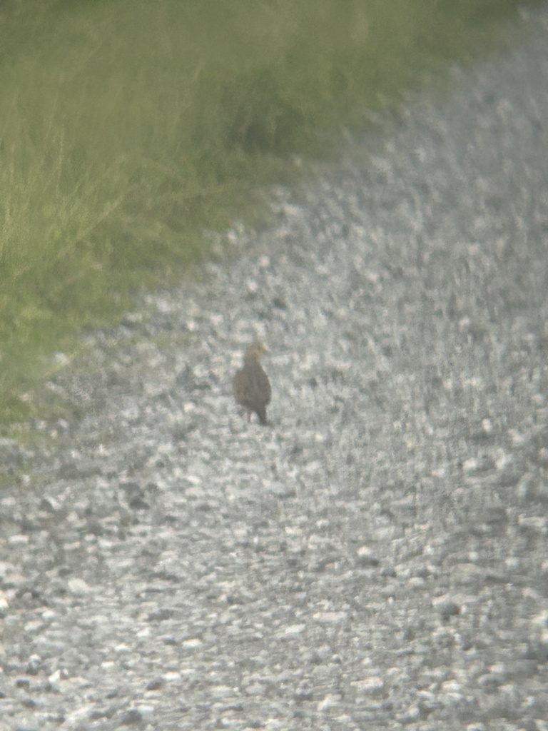 Common Ground Dove from E Cameron Prairie Rd, Bell City, LA, US on June ...