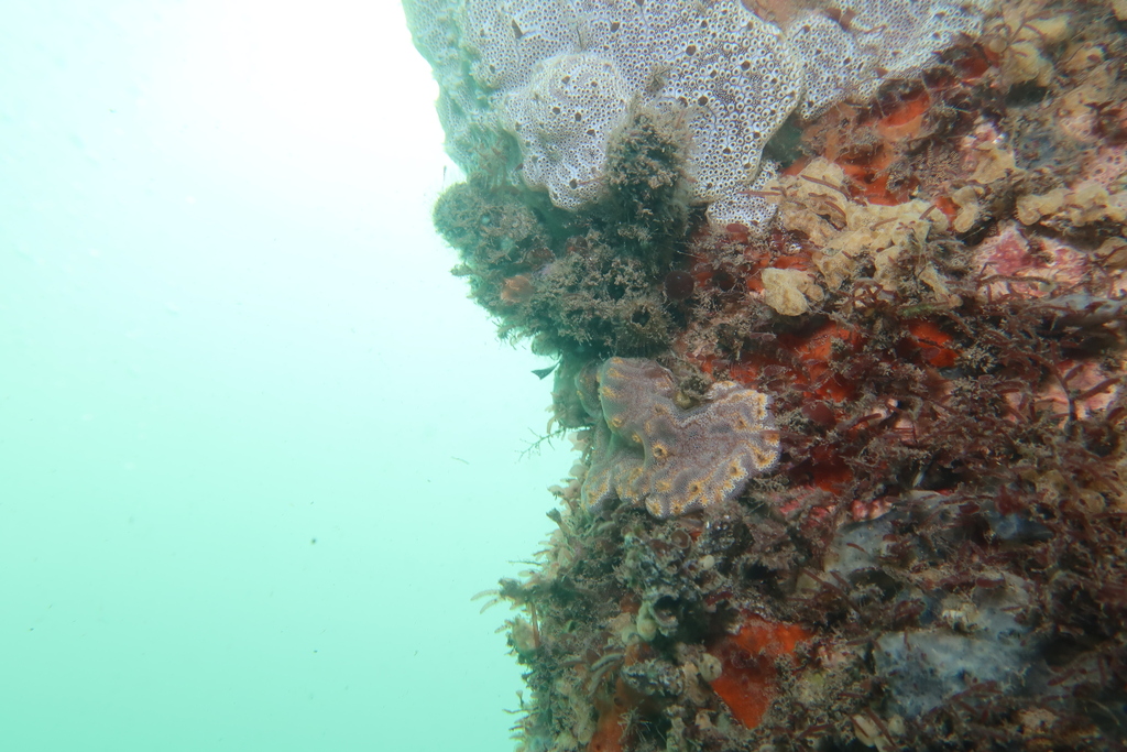ladder ascidian from Second Valley jetty on June 21, 2024 at 11:40 AM ...