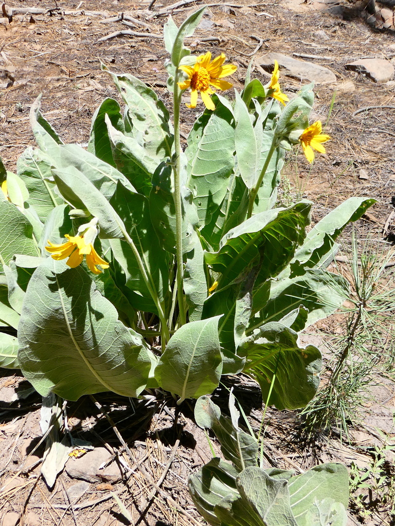 woolly mule's ears from Nevada County, CA, USA on June 22, 2024 at 01: ...