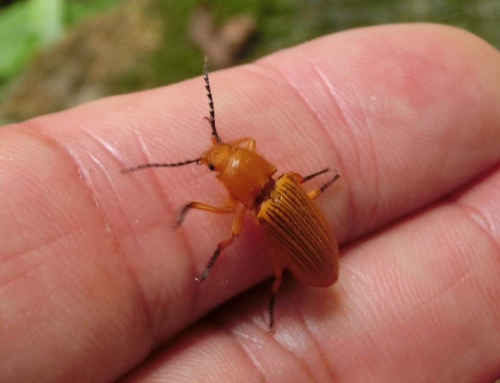 Hemiops flava from 555台灣南投縣魚池鄉 on June 21, 2024 at 01:11 PM by ...