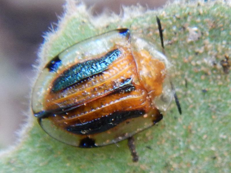 Aspidimorpha septemcostata (Leaf Beetles (Cassidinae) of Australia ...