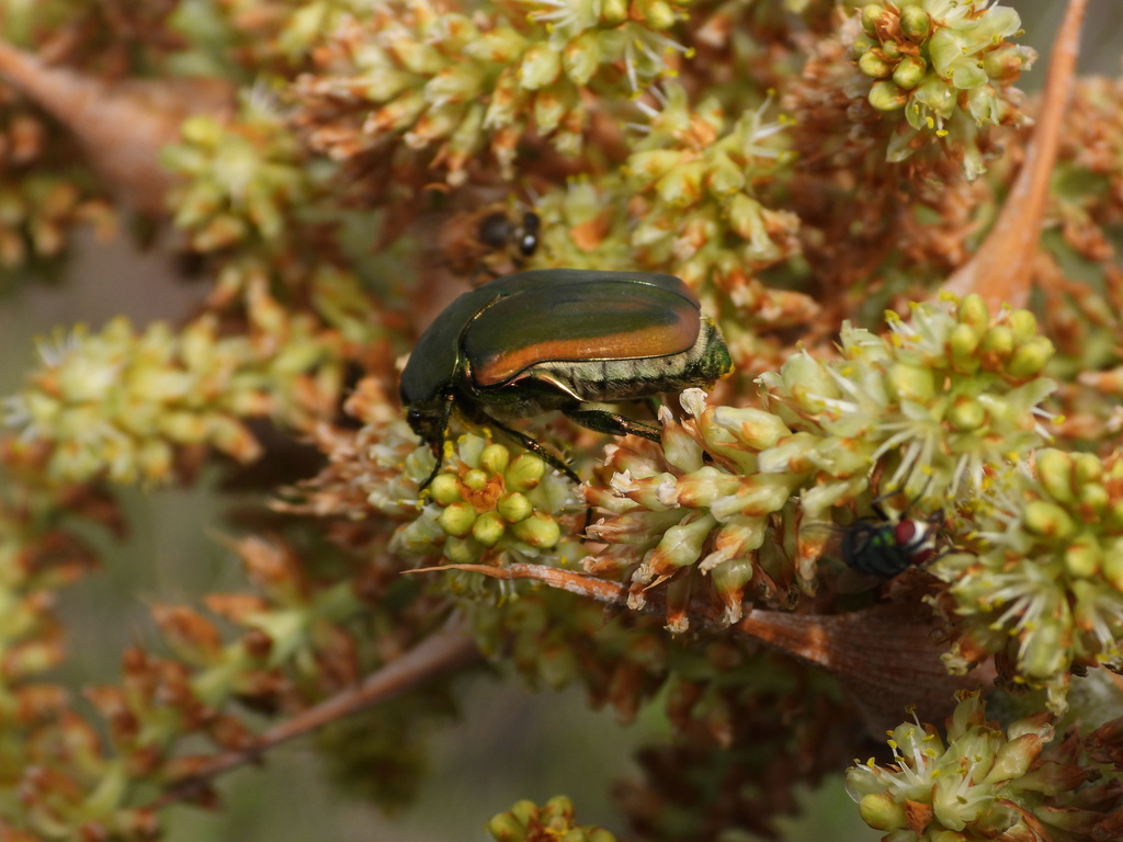 Mayates desde Acultzingo, Ver., México el 21 de junio de 2024 a las 08: ...