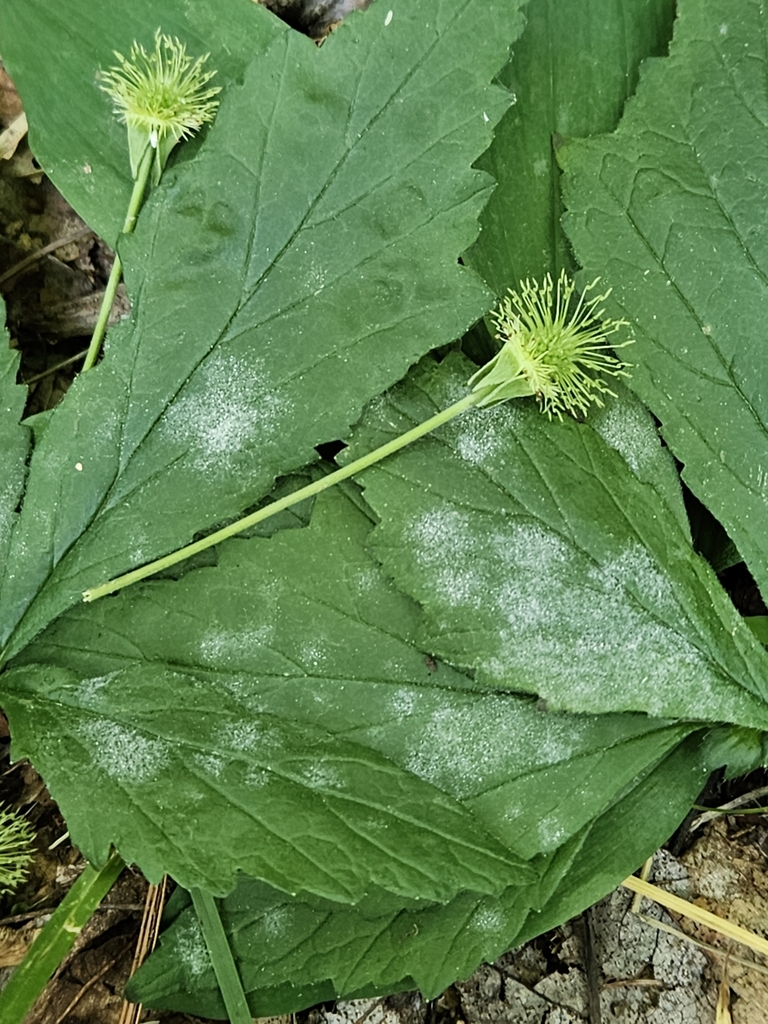 Podosphaera aphanis from Bedford County, US-PA, US on June 22, 2024 at ...