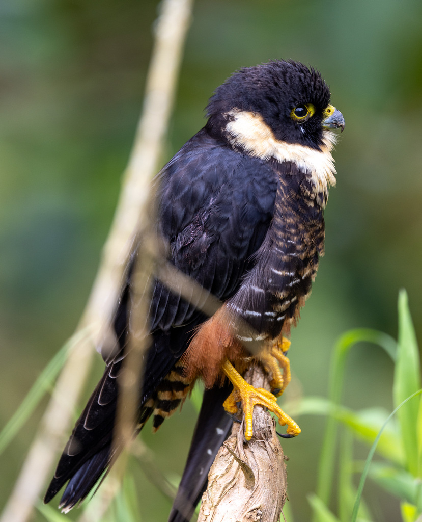 Bat Falcon from San José, Copey, Costa Rica on June 22, 2024 at 01:25 ...