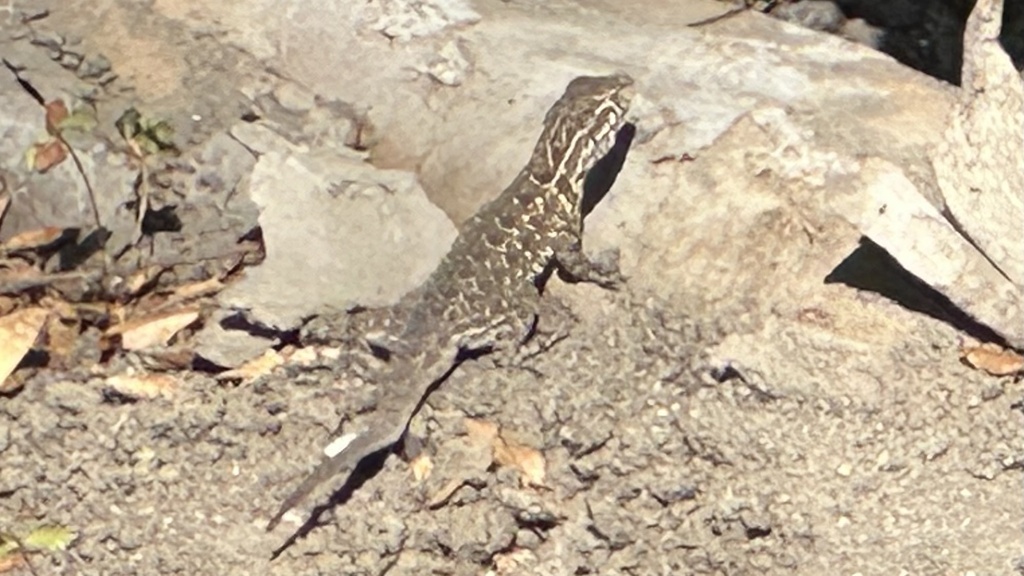 Western Side-blotched Lizard from Circle Seven Dr, Glendale, CA, US on ...
