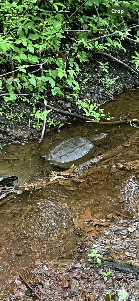 Common Snapping Turtle from Middletown, NJ, US on May 23, 2024 at 02:30 ...