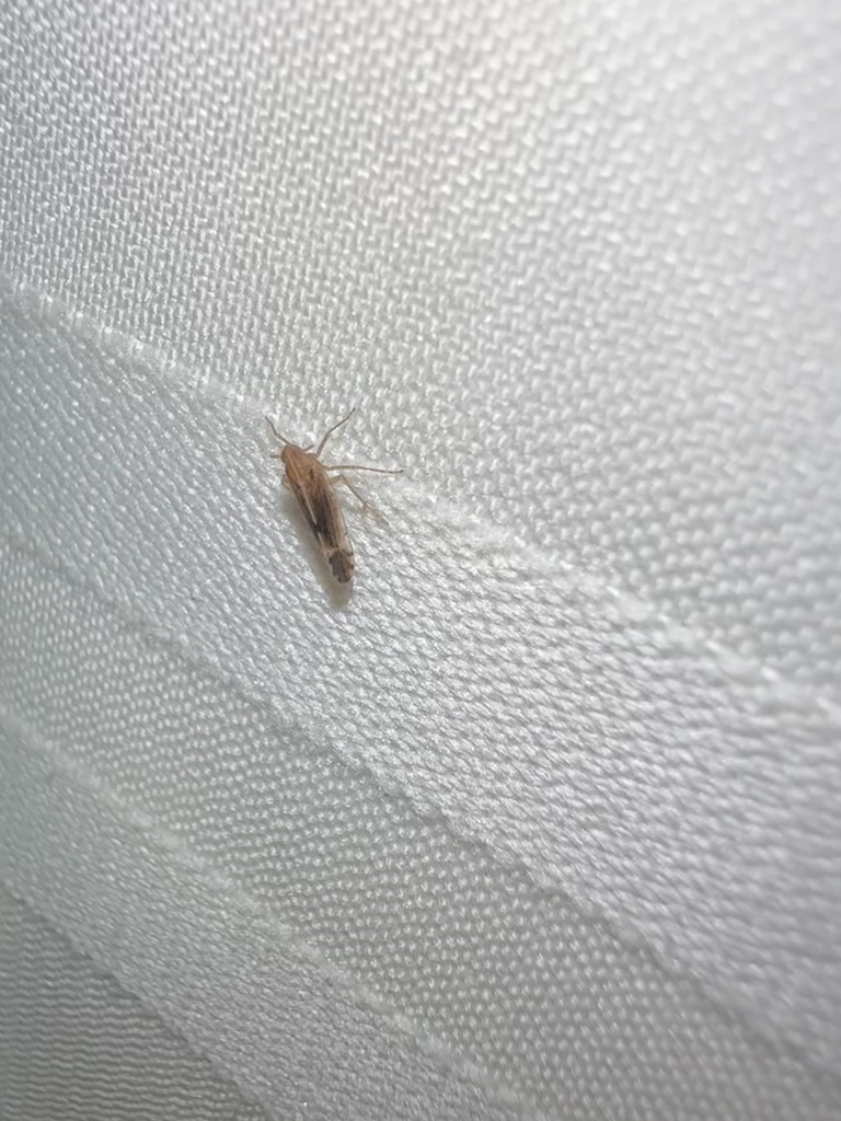 Stenocranus similis from Clarendon St, Fayetteville, NC, US on June 22 ...