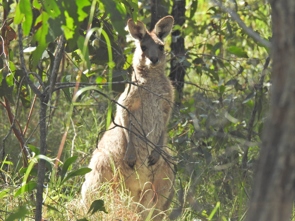 Eastern Grey Kangaroo from Talegalla Weir QLD 4650, Australia on June ...