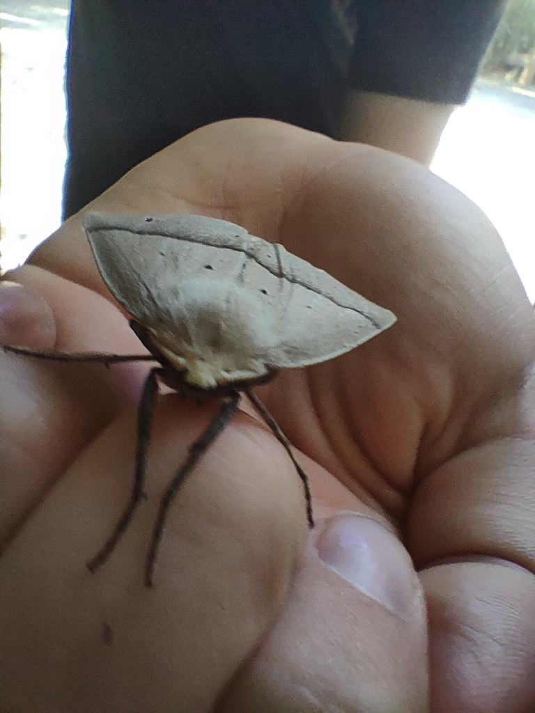 Fallen Bark Looper from Mount Cotton QLD 4165, Australia on June 23 ...