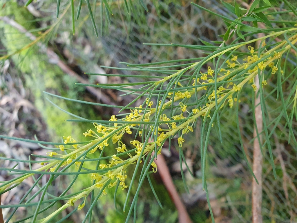 Yellow Hakea from Yellingbo VIC 3139, Australia on June 23, 2024 at 01: ...