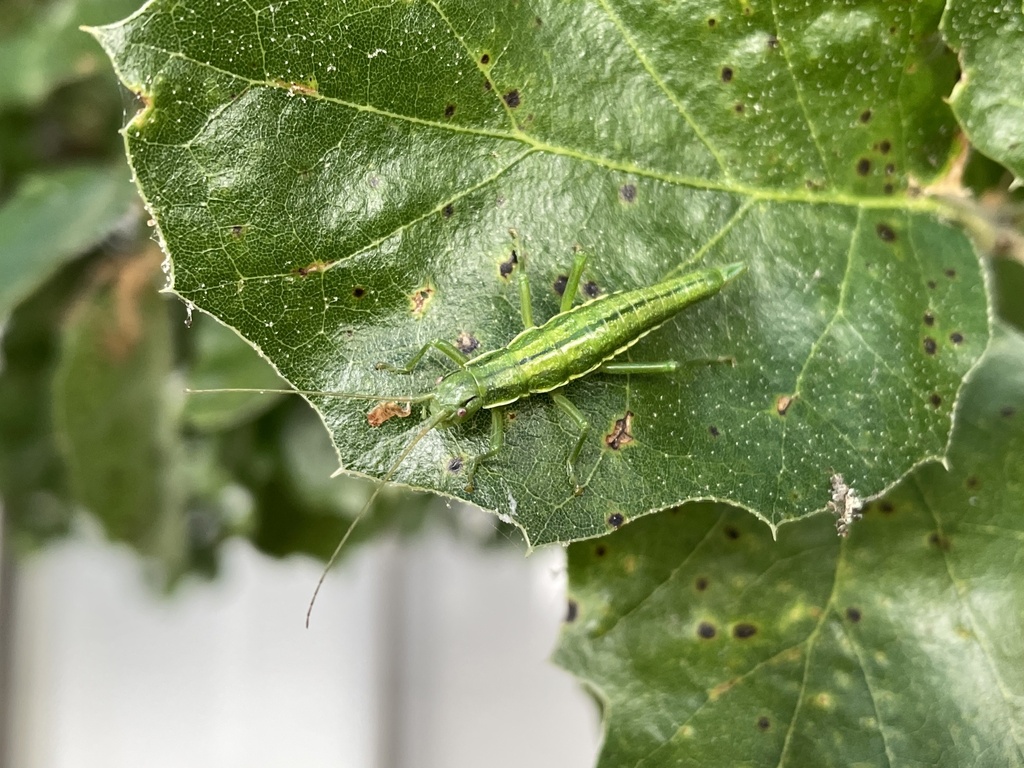 California Timema from UC Santa Cruz, Santa Cruz, CA, US on June 22 ...