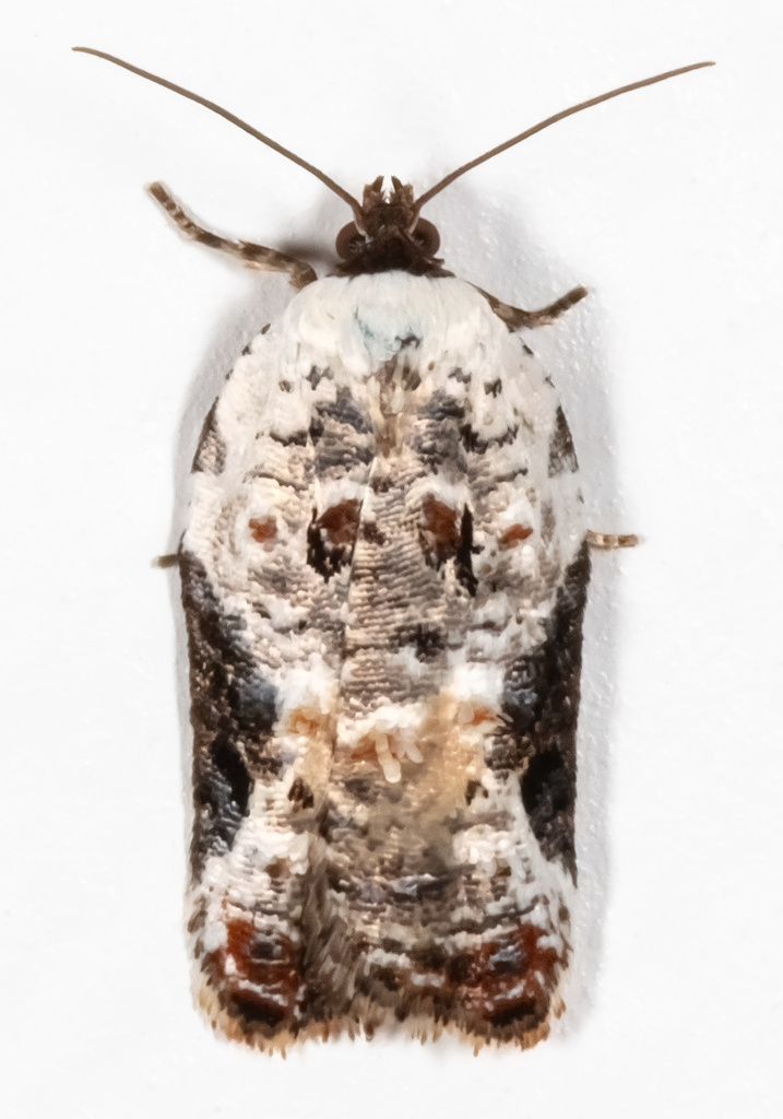 Snowy-shouldered Acleris Moth from Clanwilliam, MB R0J, Canada on June ...
