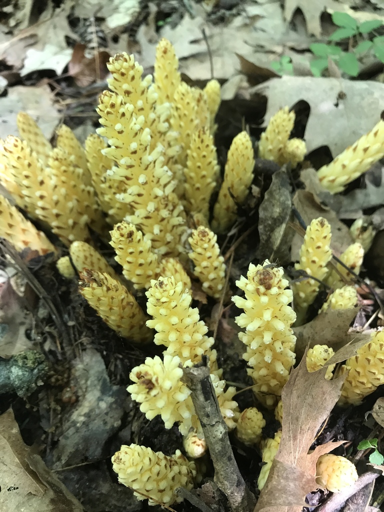 American cancer-root (Conopholis americana) - Botanical Realm