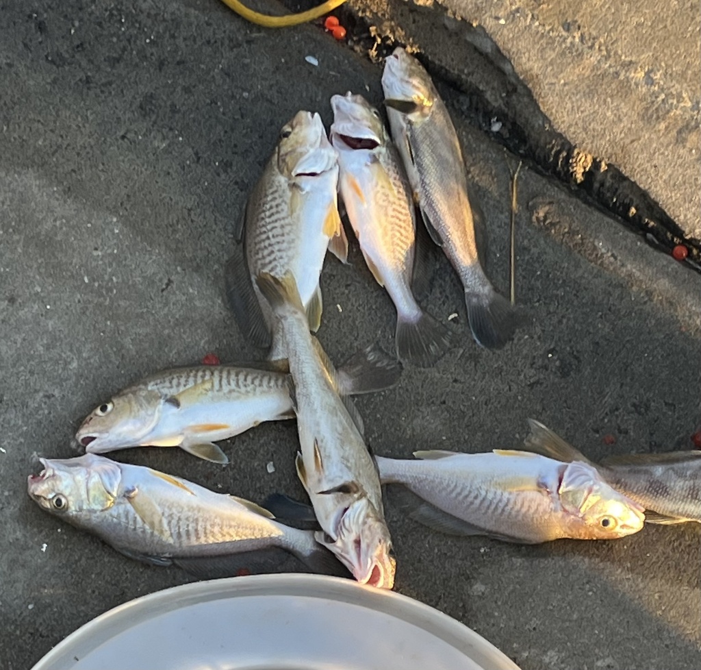 Atlantic Croaker from Fairhope Municipal Park, AL, US on June 22, 2024 ...