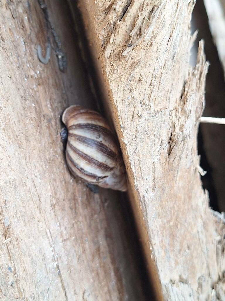 Striped Rabdotus Snail in June 2024 by guodingzhou70805 · iNaturalist
