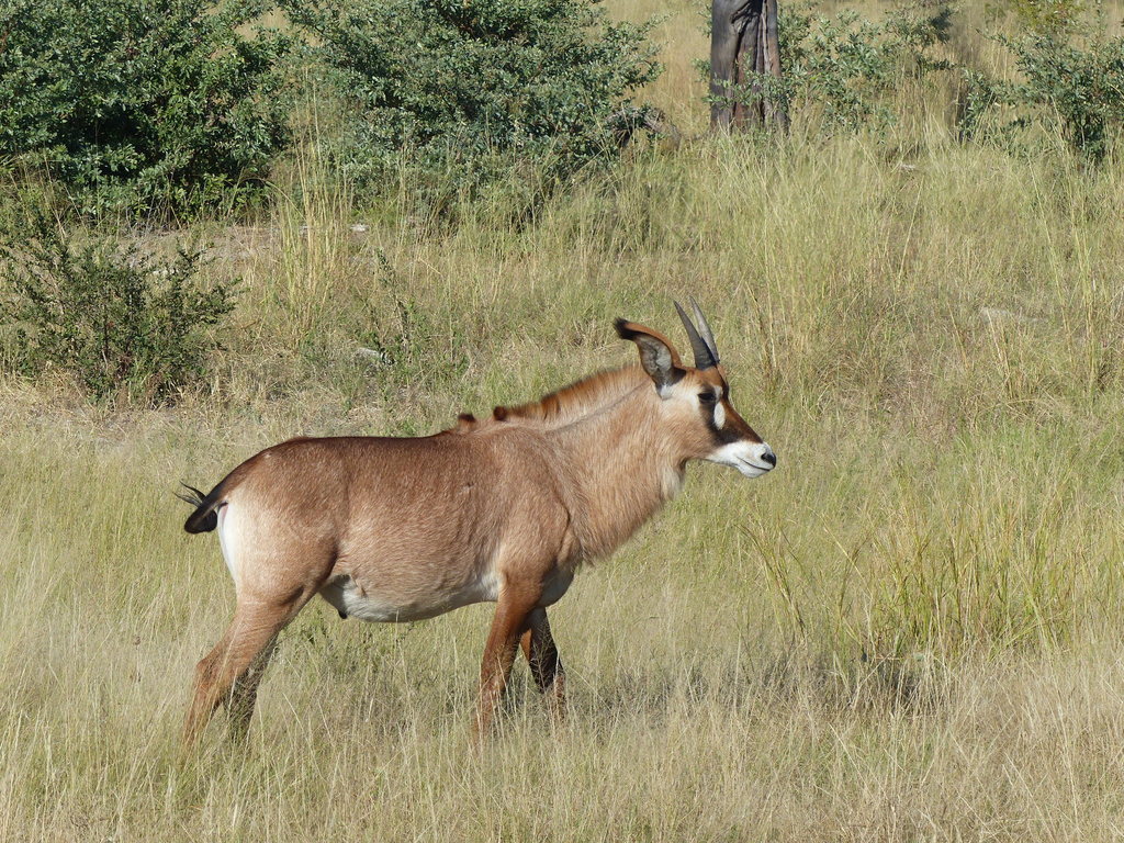Southern Roan Antelope from Zambezi Region, Namibia on May 4, 2019 by ...