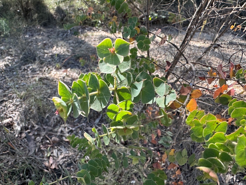spiny bush-pea from Helidon QLD 4344, Australia on June 23, 2024 at 11: ...