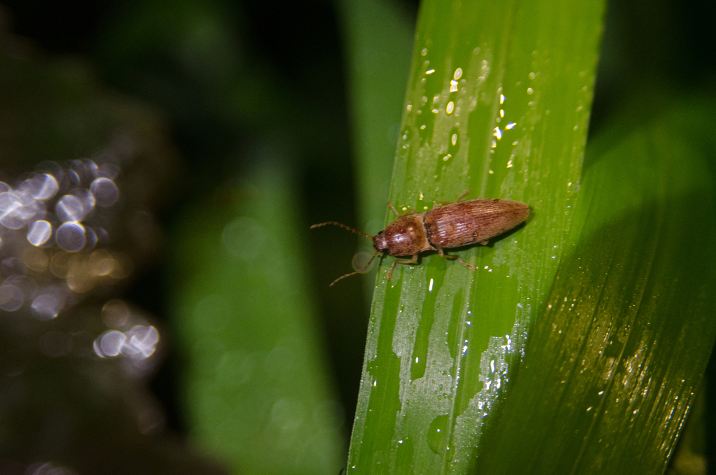 Spitting Click Beetle from Flemington, NJ 08822, USA on June 22, 2024 ...
