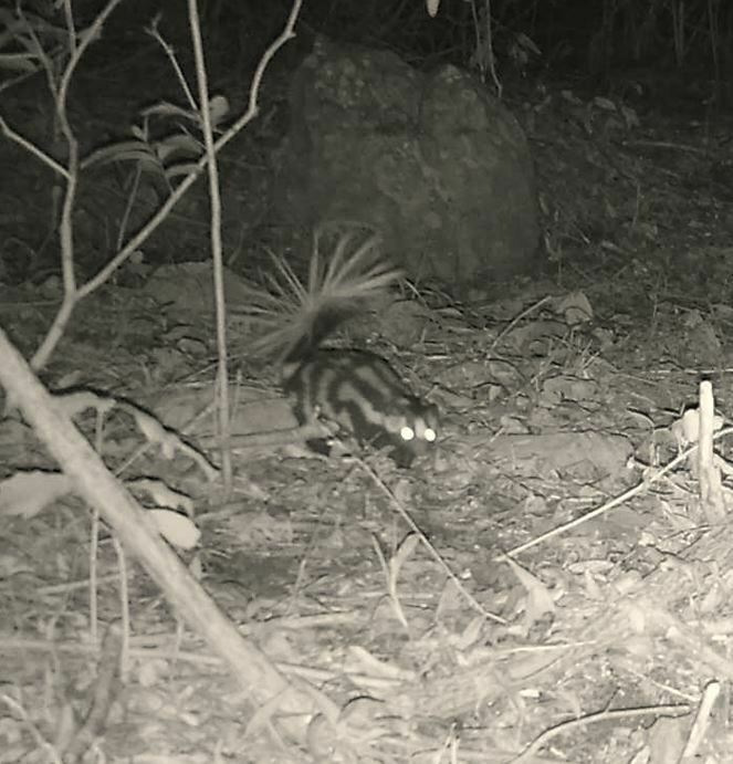 Southern Spotted Skunk from Arroyo Seco, Qro., México on June 22, 2024 ...