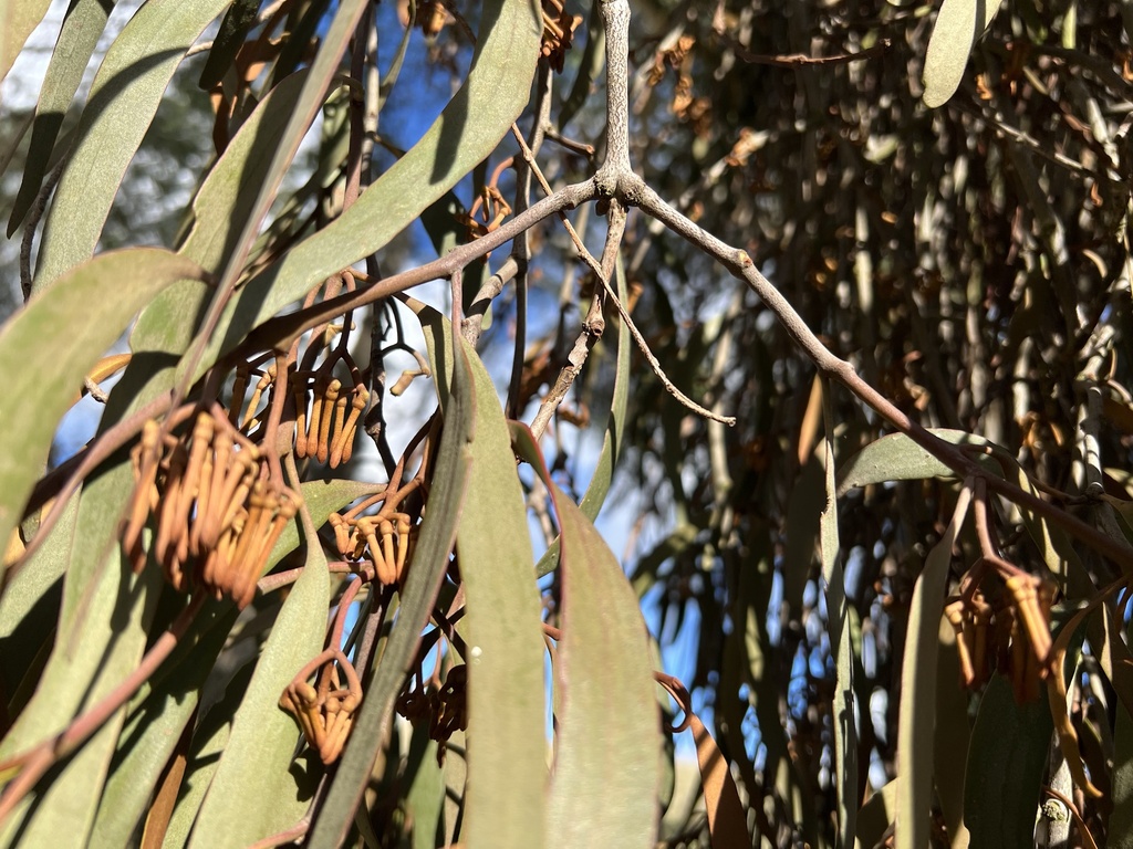 drooping mistletoe from Old Lachlan Rd, Hobbys Yards, NSW, AU on June ...