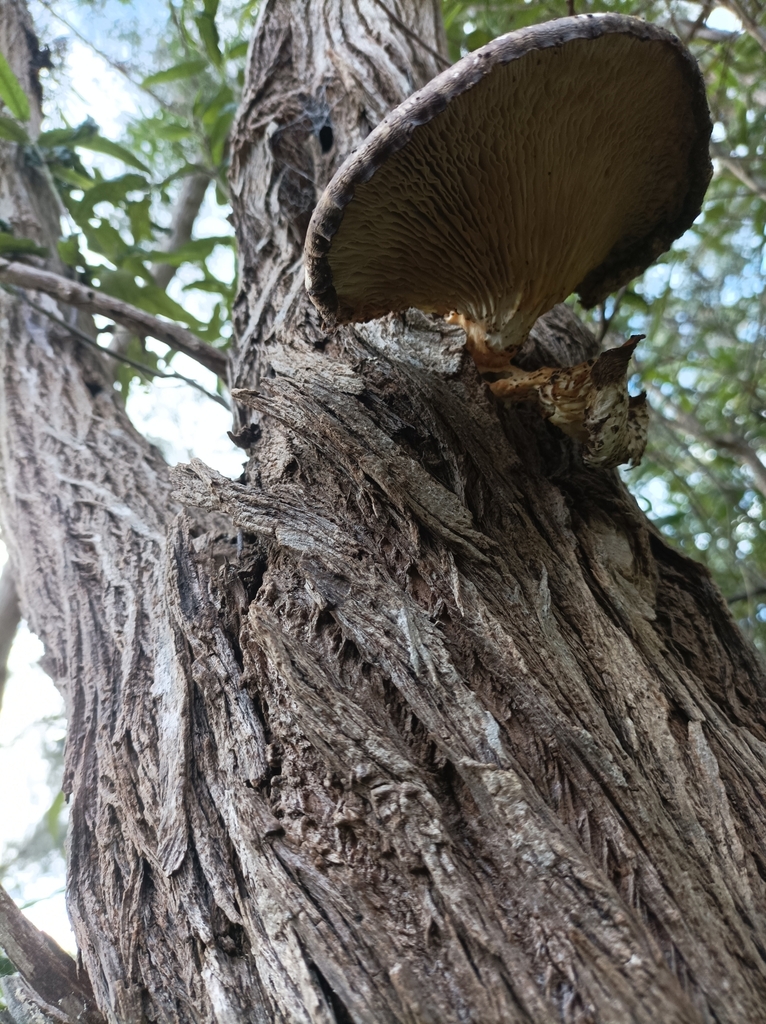 Brown Oyster Mushroom from Selby VIC 3159, Australia on June 1, 2024 at ...