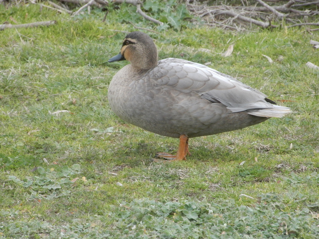 Pacific Black Duck × Mallard from Leopold VIC 3224, Australia on June ...