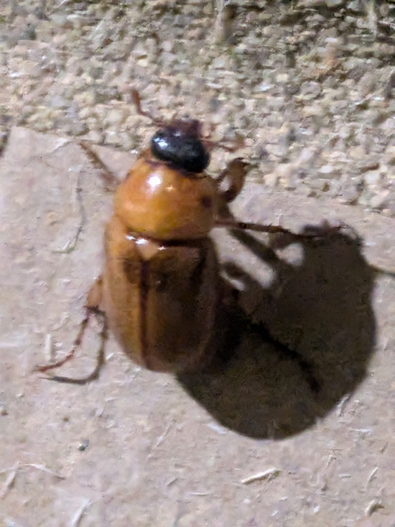 Southern Masked Chafer from Herndon, VA 20191, USA on June 23, 2024 at ...