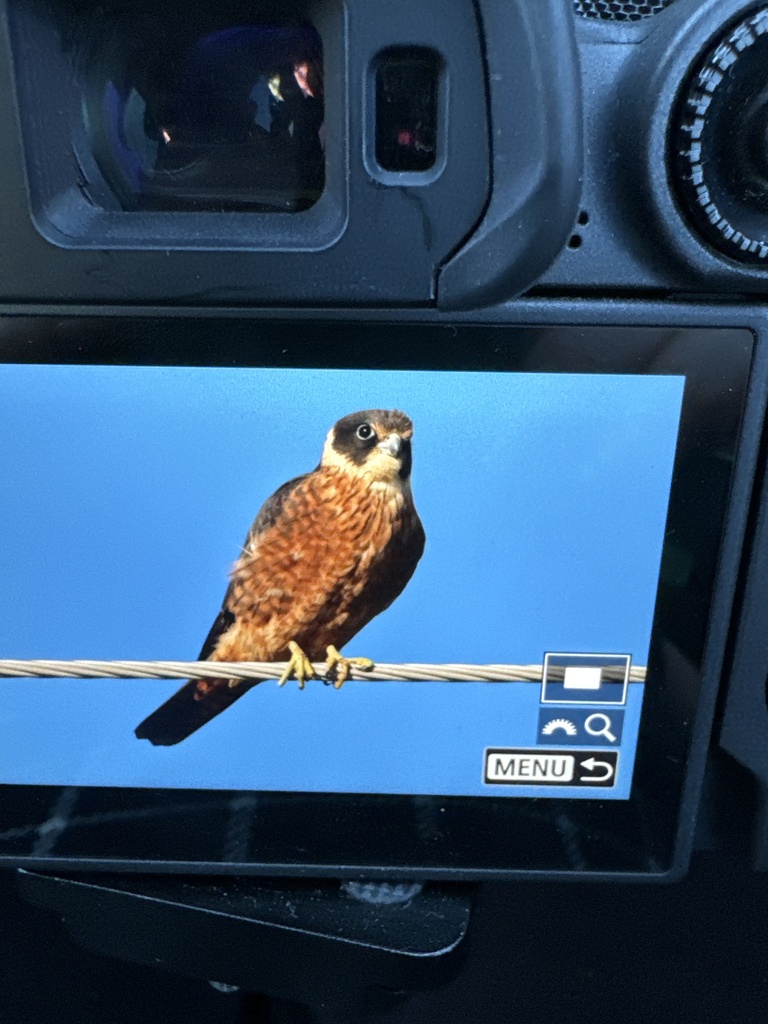 Australian Hobby from Marks Rd, Woongoolba, QLD, AU on June 23, 2024 at ...