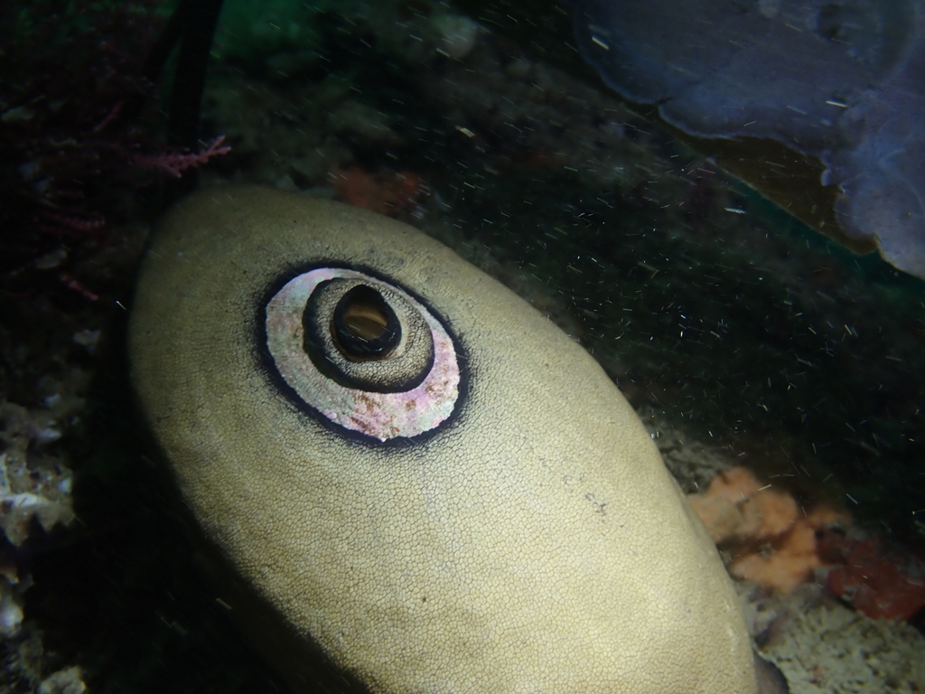 Giant Keyhole Limpet from Ventura County, CA, USA on June 22, 2024 at ...
