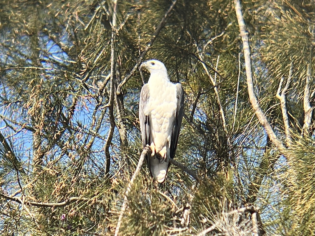 White-bellied Sea-Eagle from Kinaba Island, Noosa North Shore, QLD, AU ...