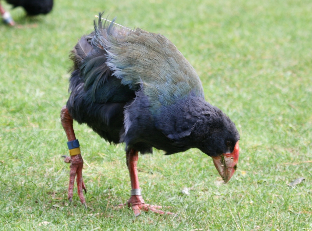 South Island Takahē in November 2009 by cirolana · iNaturalist