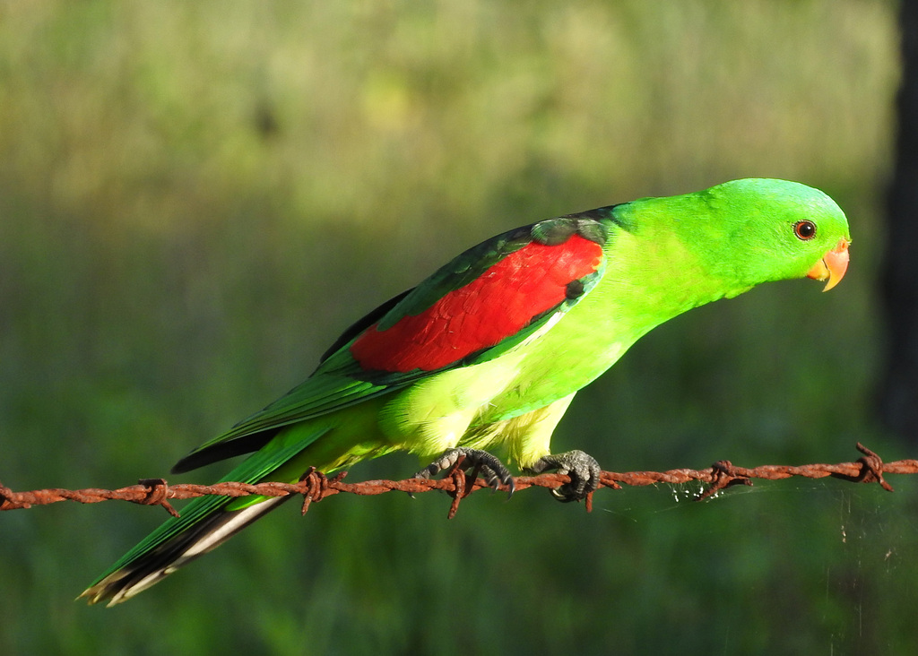 Eastern Red-winged Parrot from Barringha QLD 4816, Australia on ...