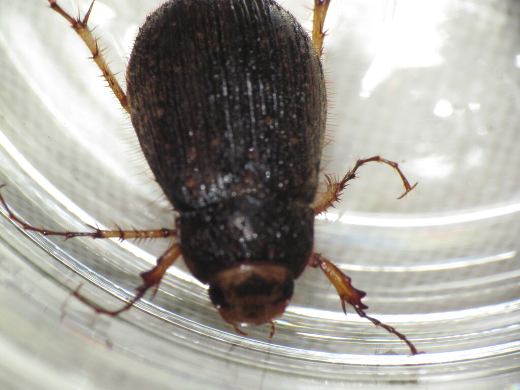 June Beetles from Stewart Island / Rakiura 9818, New Zealand on June 17 ...