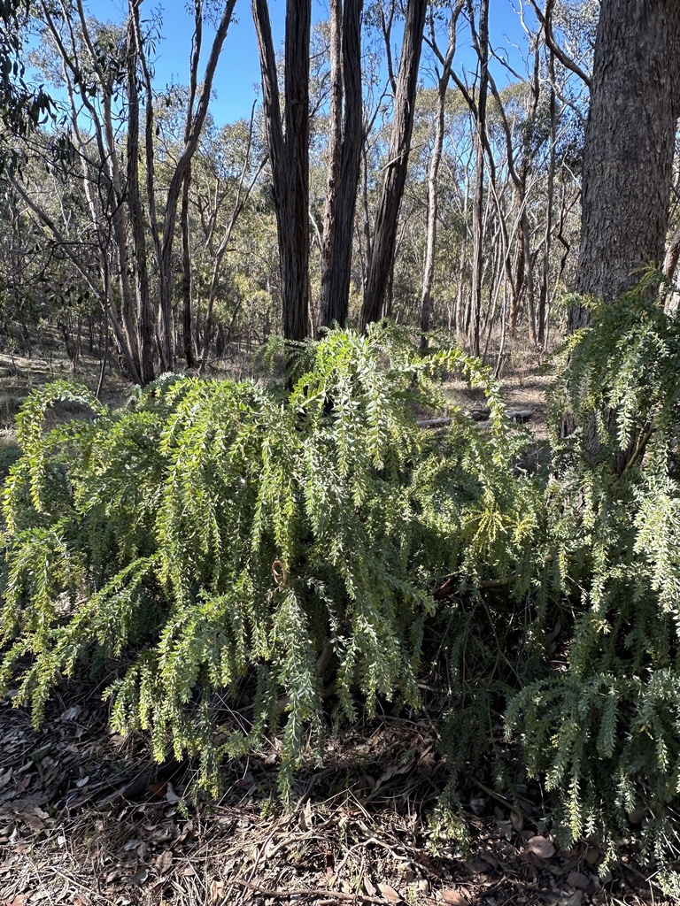 hairy wattle from Walmer State Forest, Muckleford, VIC, AU on June 23 ...