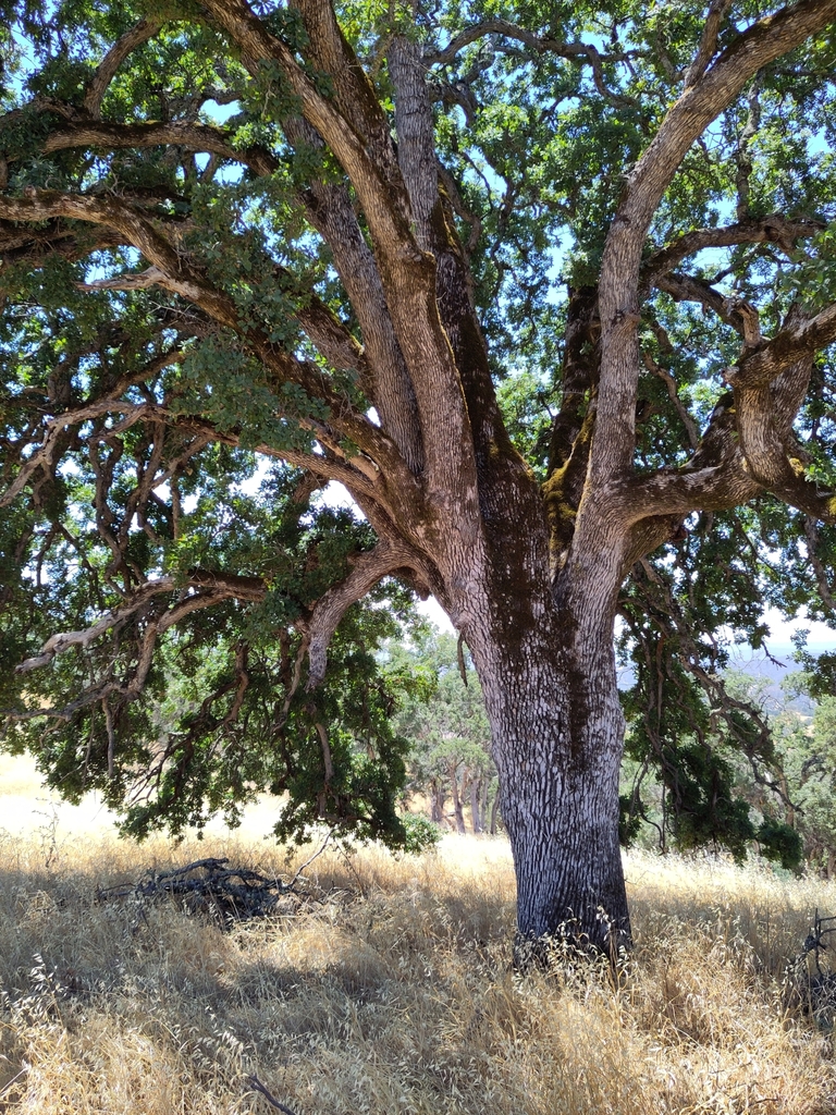 blue oak (Quercus douglasii) - Botanical Realm